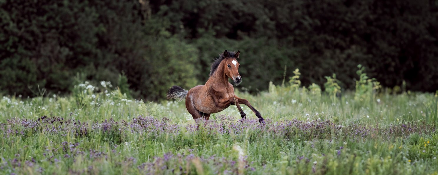 EQUITANA Essen