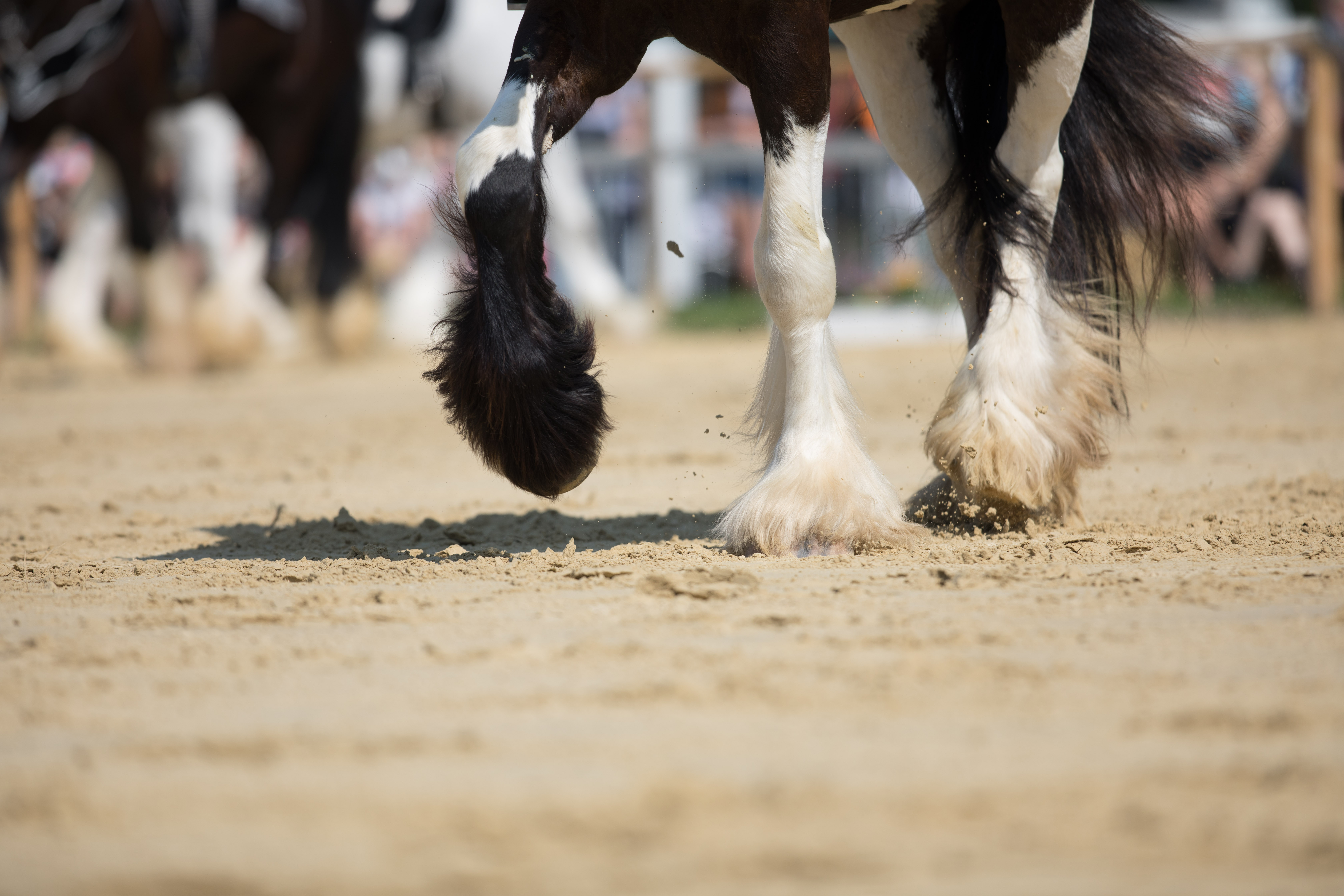 Mit Pferd und Wagen zur Equitana